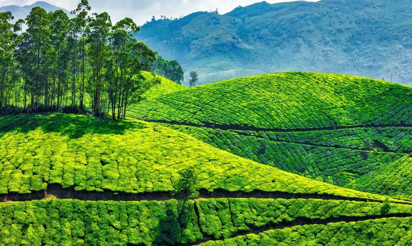 Kerala Munnar Thekkady Alleppey Tour Package From Ahmedabad By Train ...